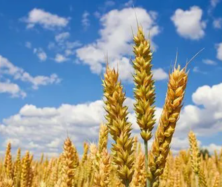 Food Ingredient Solutions for Gluten-Free and Vegan Products- Supplier ...